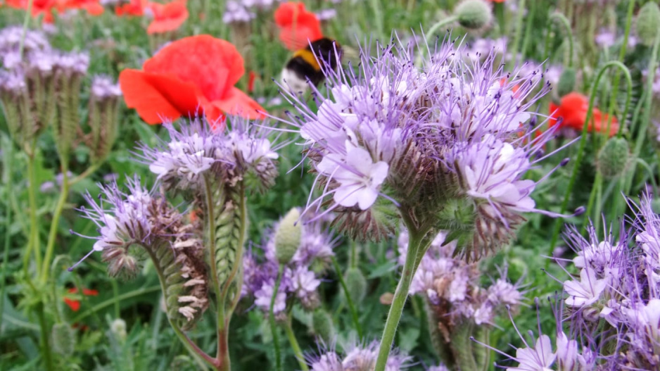 Louka na zahradě: Jak snadno založit květinovou louku, která vyplní ...