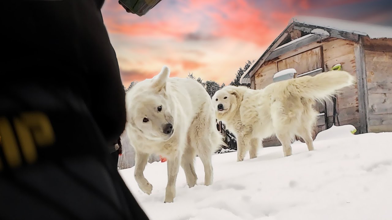 How the first snow of winter arrived on our farm