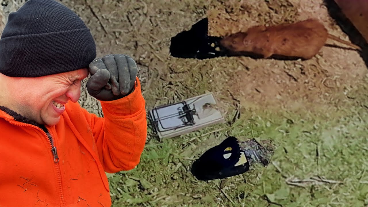 Farmer goes head-to-head with a giant rat on the farm