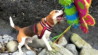 Dogs enjoy beach day with ice cream and mischief