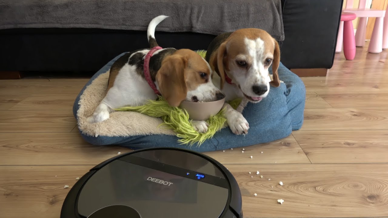 Smart dog handles other dogs’ hair with robot vacuum test