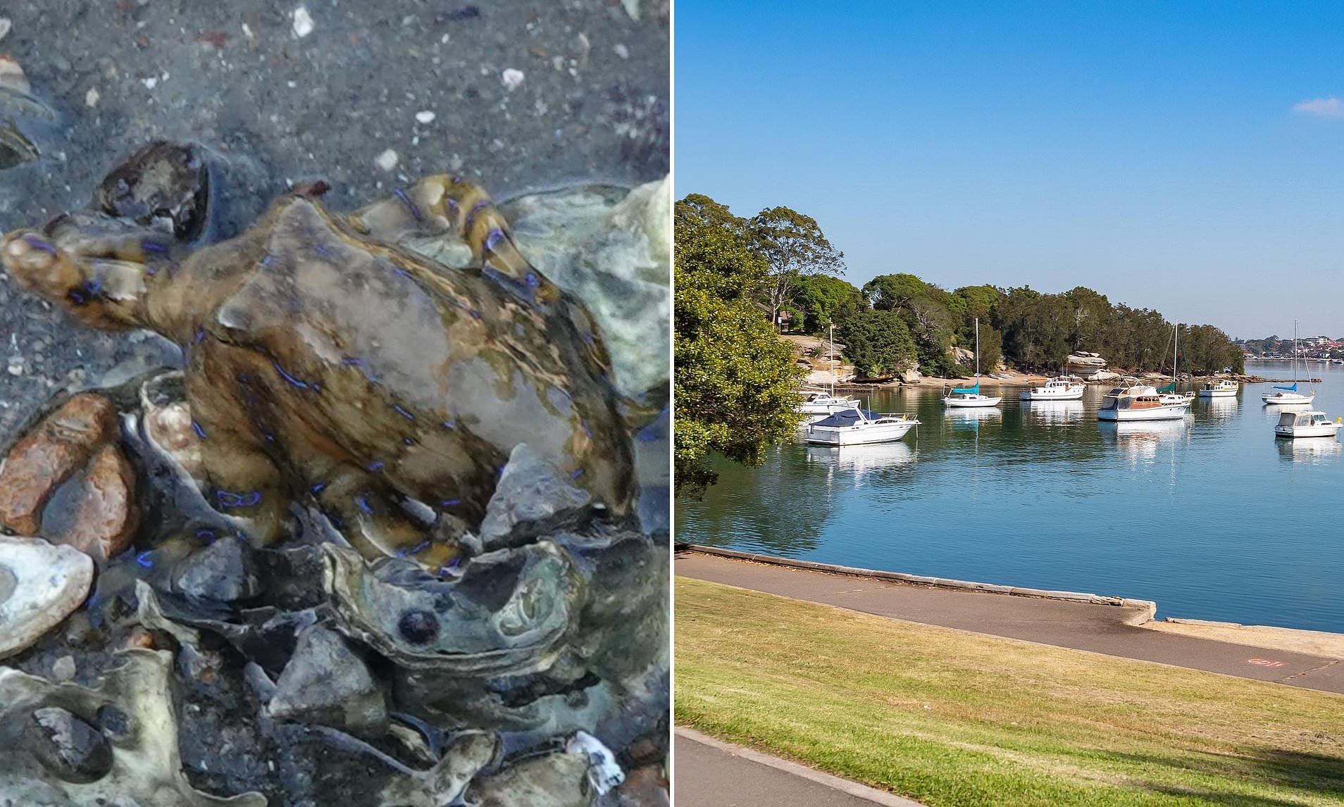 Deadly blue-ringed octopus spotted in very unlikely location