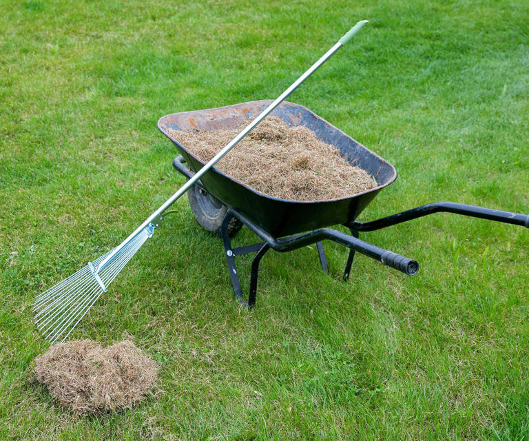 When is it Too Late to Dethatch Your Lawn? Turf Experts Reveal the Tell ...