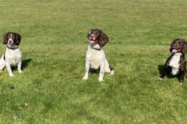 Meet the newest recruits in the fight against crime - digital detection ...