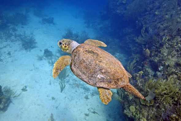Endangered species of sea turtles crippled by pollution now showing ...