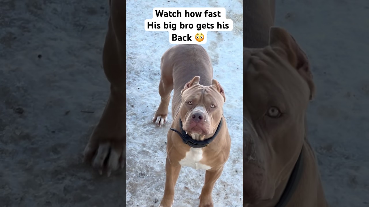 Watch how fast this dog backs up his brother