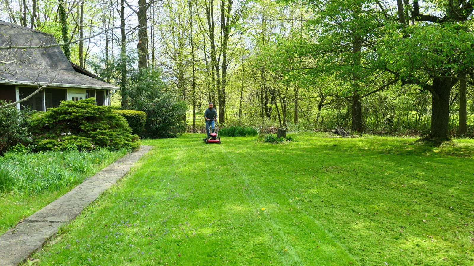 Lawn experts recommend these 4 steps to fix an overgrown lawn, plus ...
