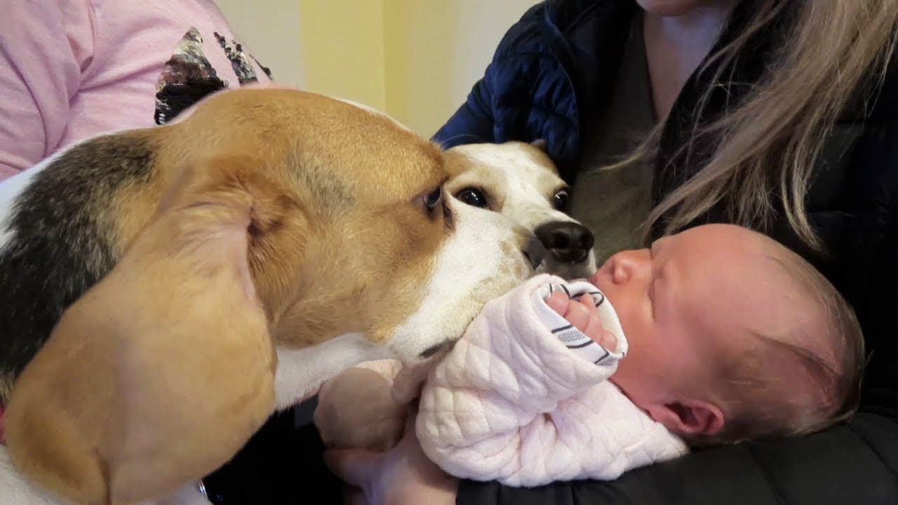 Dogs meet newborn baby and freak out adorably
