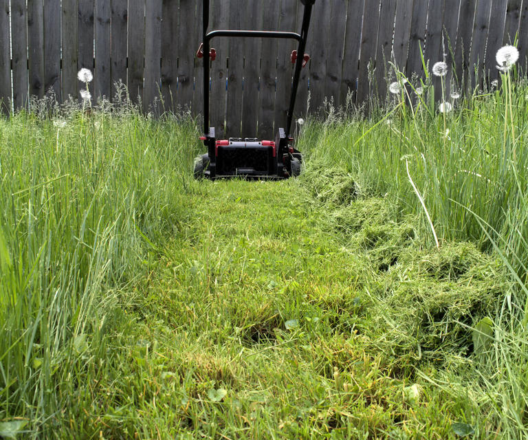 Lawn experts recommend these 4 steps to fix an overgrown lawn, plus ...