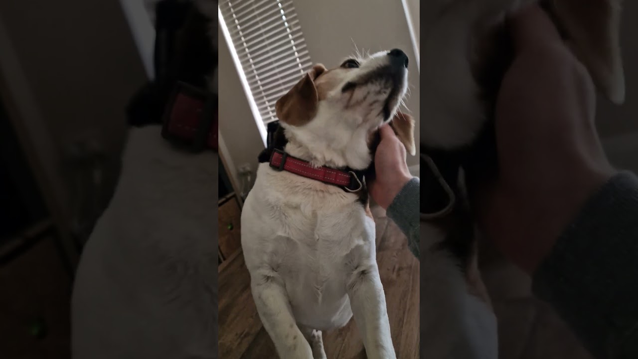 Funny beagle facts that spotlight their quirky antics