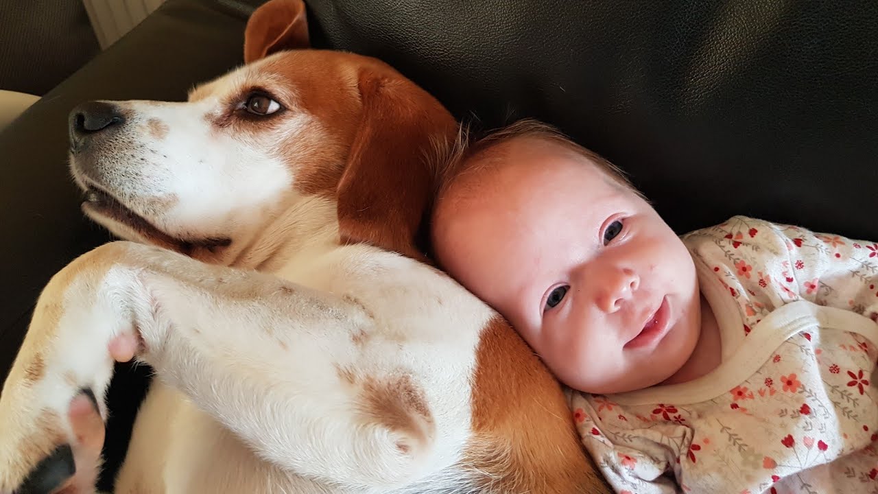 Baby begins recognizing her beloved family dogs