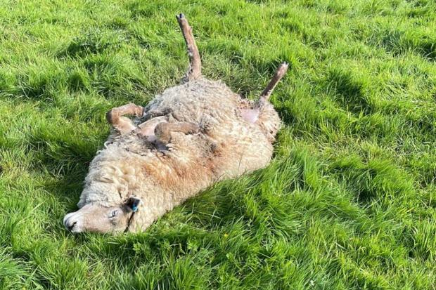 All you need to know about lambing season and how to help stuck sheep