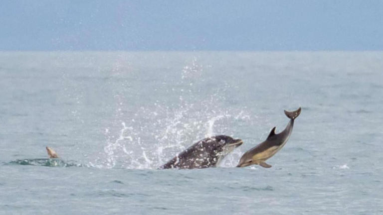 Bottlenose dolphins kill dolphin calf in New Quay
