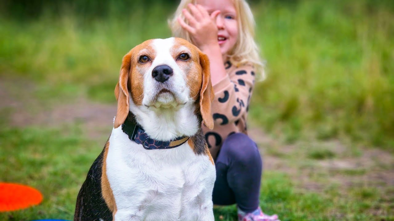 I can’t imagine life without my beagles at home
