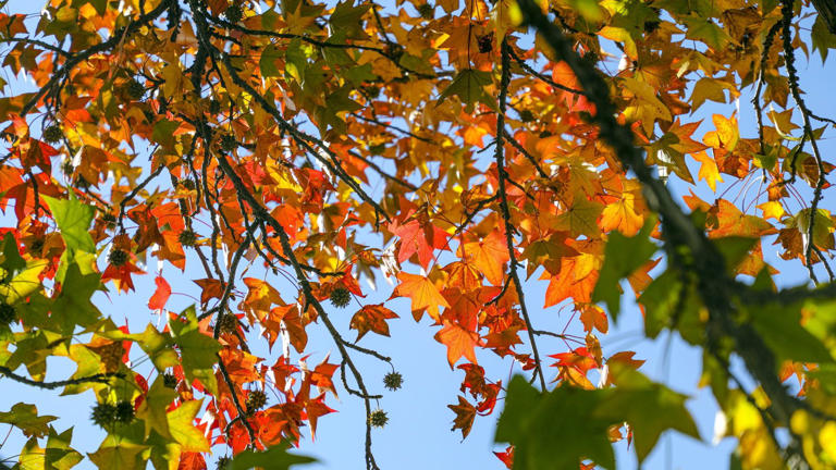 Early spring is the ideal time to prune sweetgums – arboriculture ...