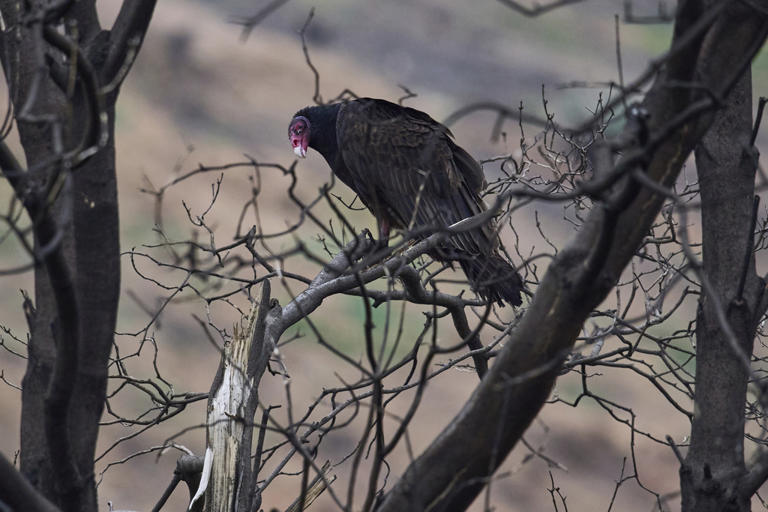Left alone by humans, wildlife returns to the Eaton Fire burn area