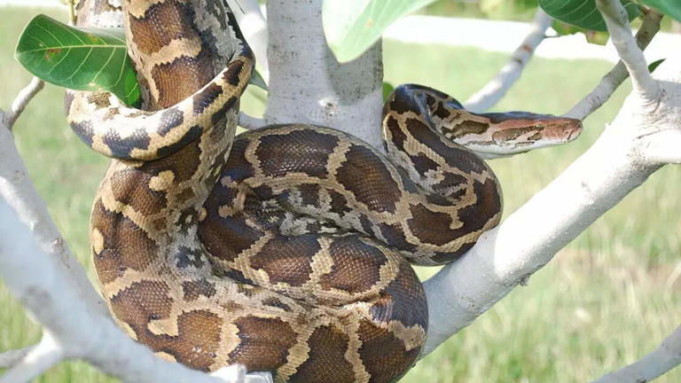 Indian python: Know about the physical characteristics, hunting methods ...