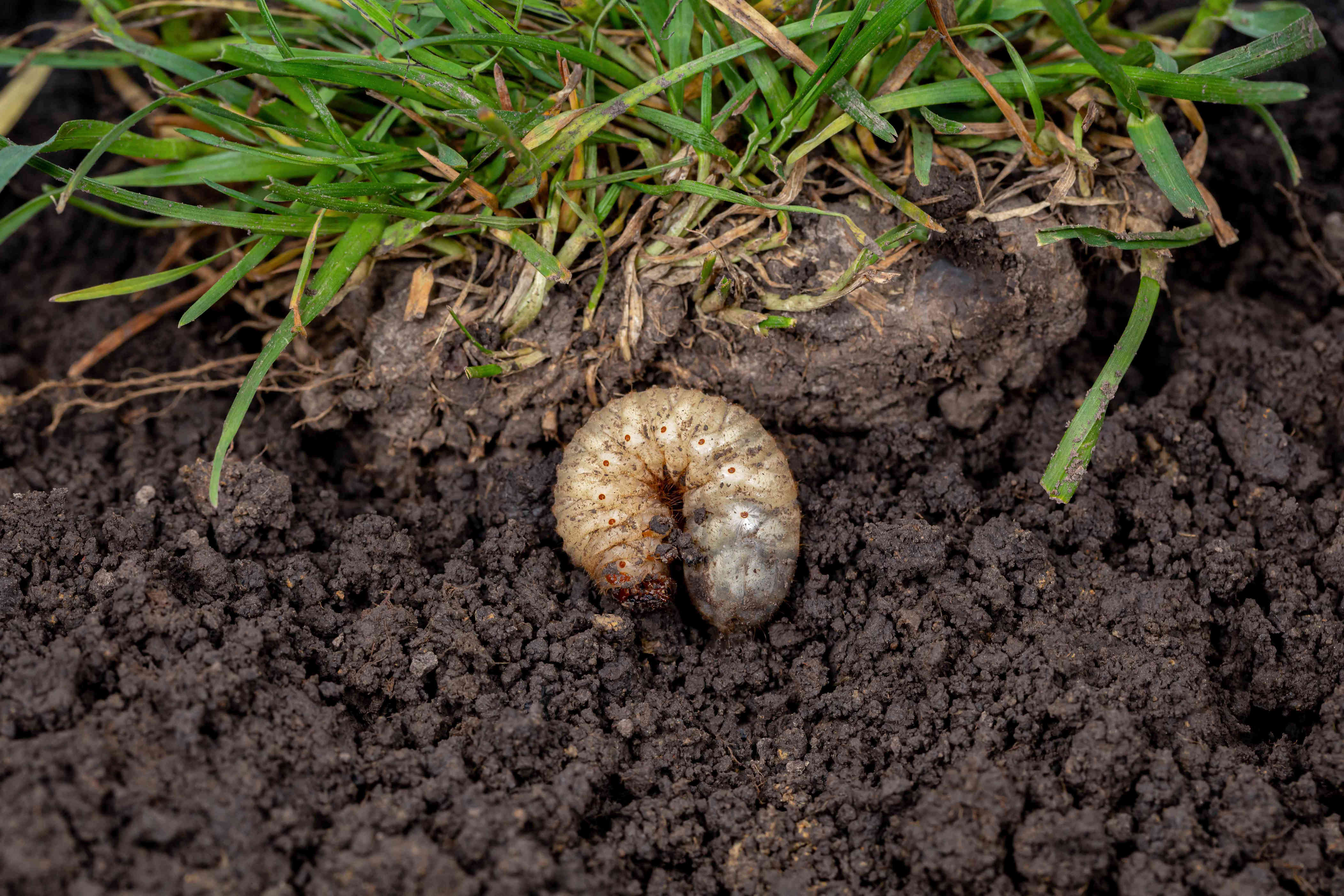 6 Signs You Have Lawn Grubs (and How to Fix It Before They Ruin Your Grass)