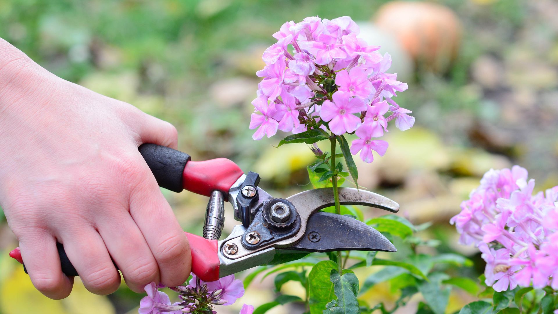 How to choose the right shears for the job — advice from garden experts