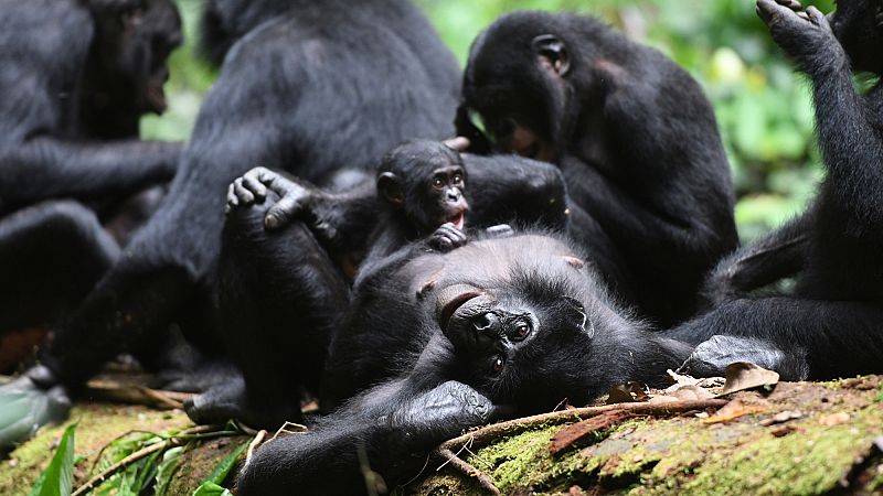 RDC : les femelles bonobos au sommet de la hiérarchie