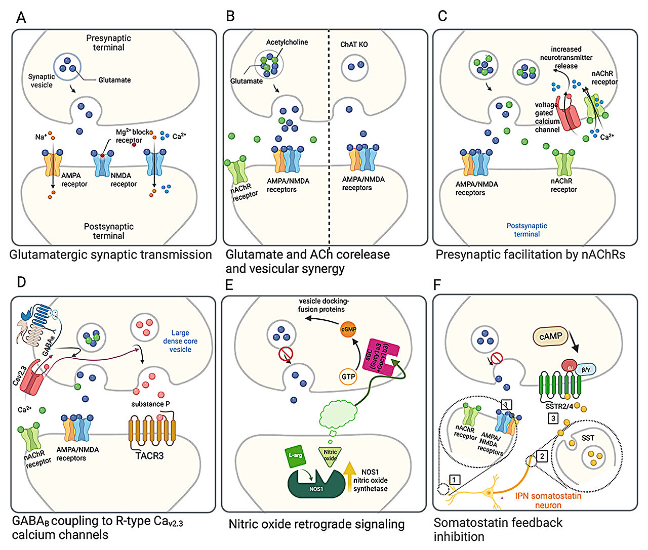 Using a pea-sized node in the brain to potentially treat drug addiction ...