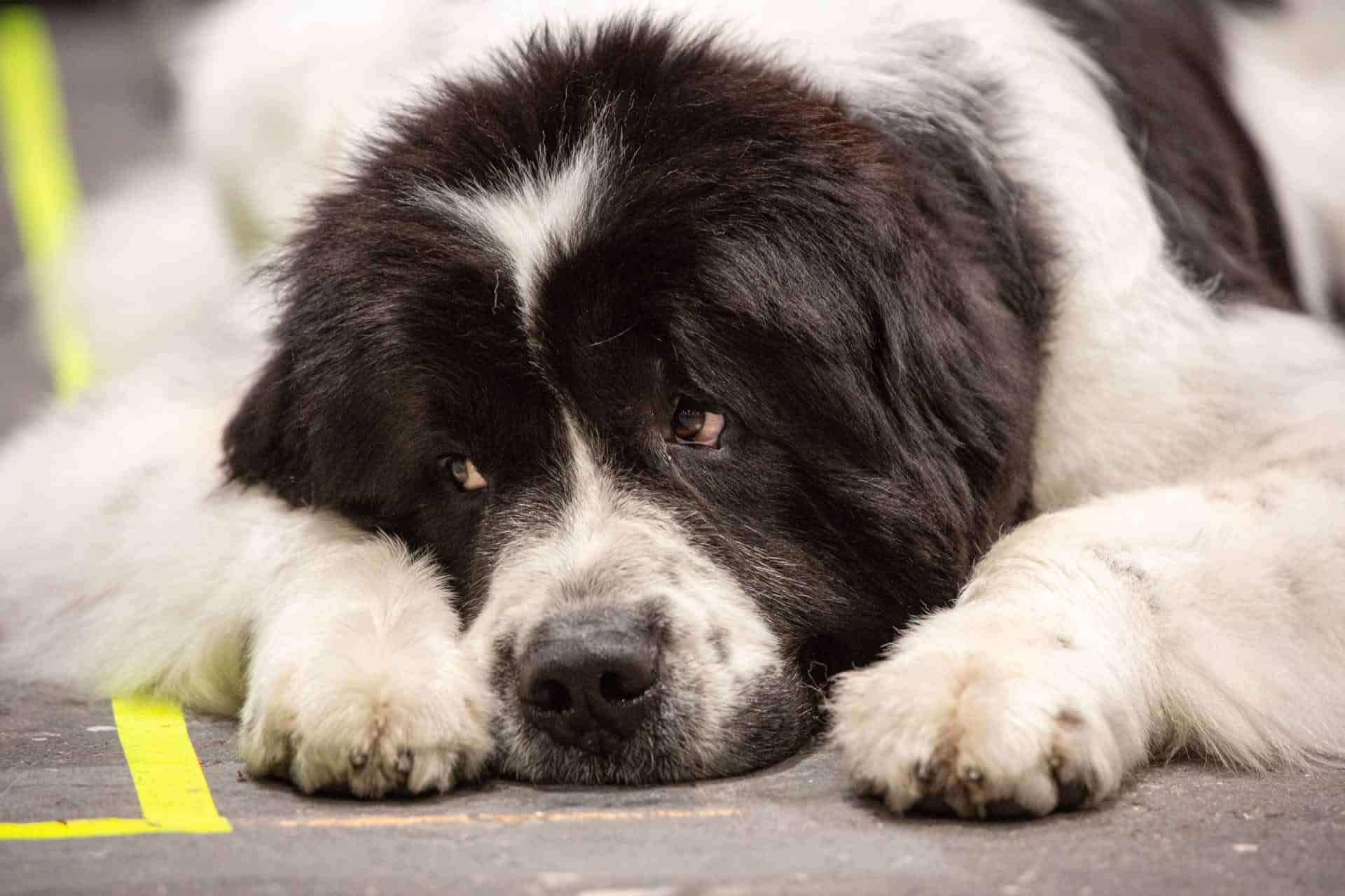 Love big dogs? Meet 11 gentle giants you’ll want to hug forever