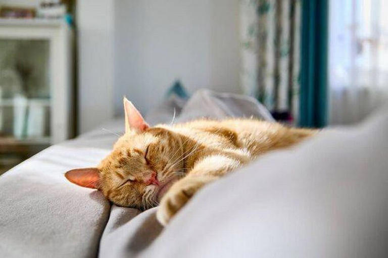 Dog and cat owners share the 10 things they wish they knew before ...