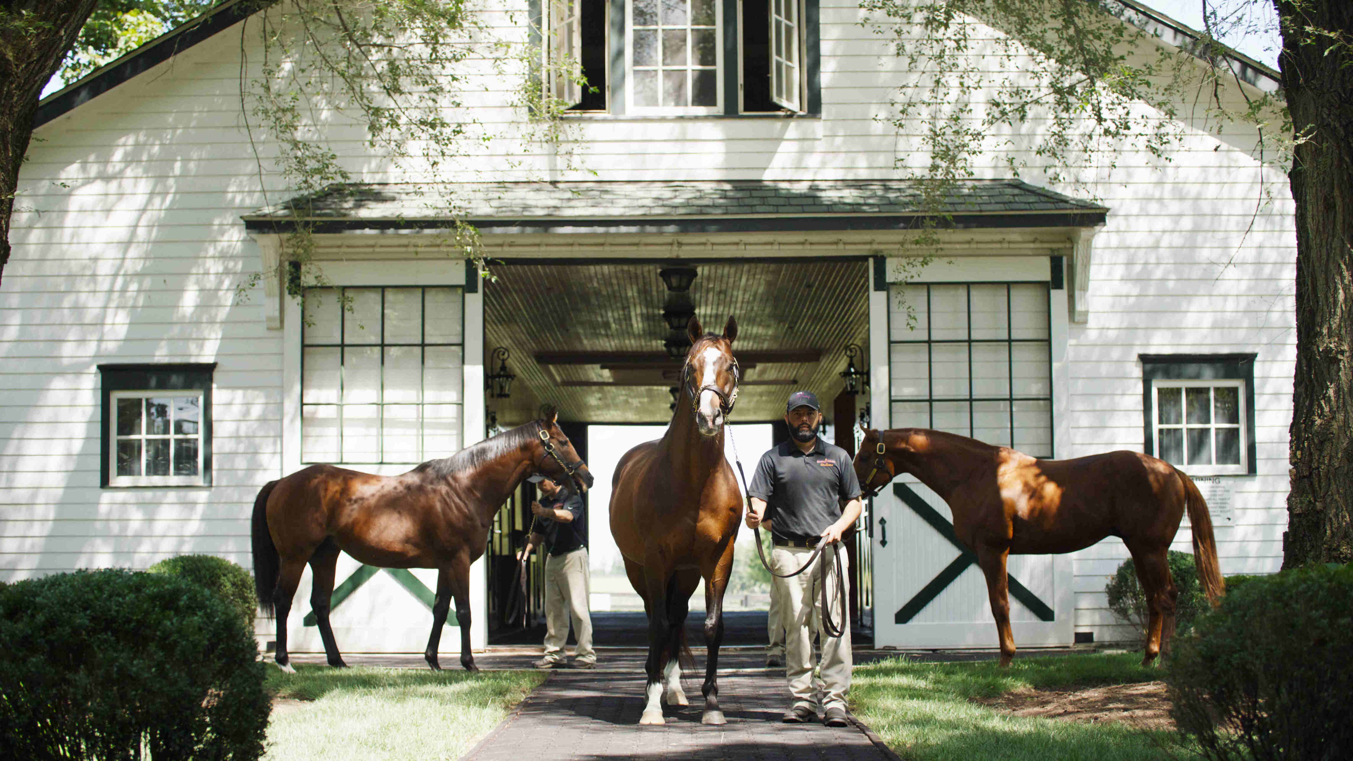 How Into Mischief's success as sire led to four 2025 Kentucky Derby ...