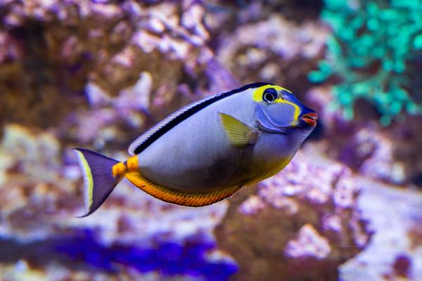 10 Japanese Aging Secrets That Could Save You from a Miserable Old Age