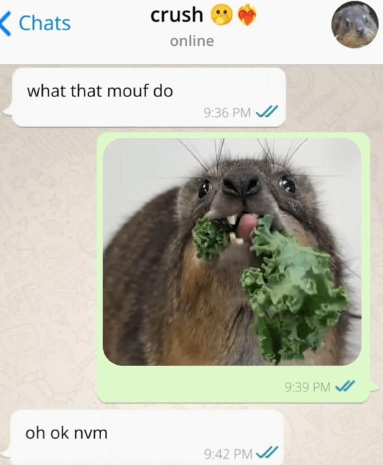 43 Funny Memes About The Hyrax—The Freakiest And Most Adorable Fanged ...