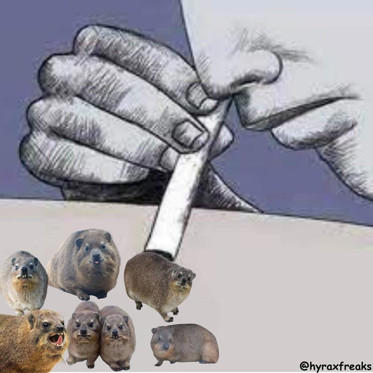 43 Funny Memes About The Hyrax—The Freakiest And Most Adorable Fanged ...