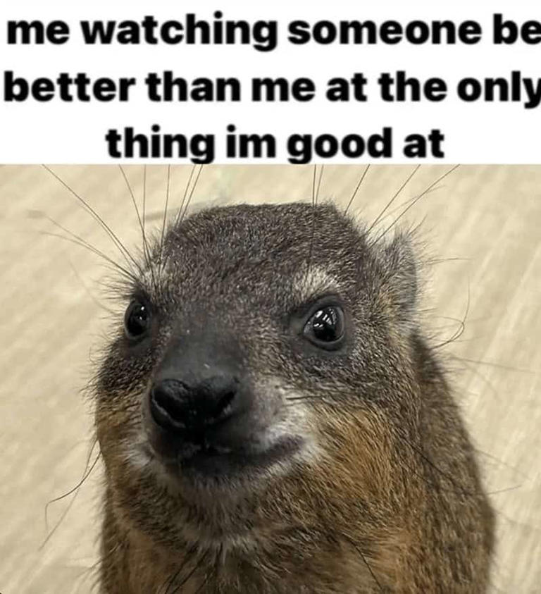 43 Funny Memes About The Hyrax—The Freakiest And Most Adorable Fanged ...