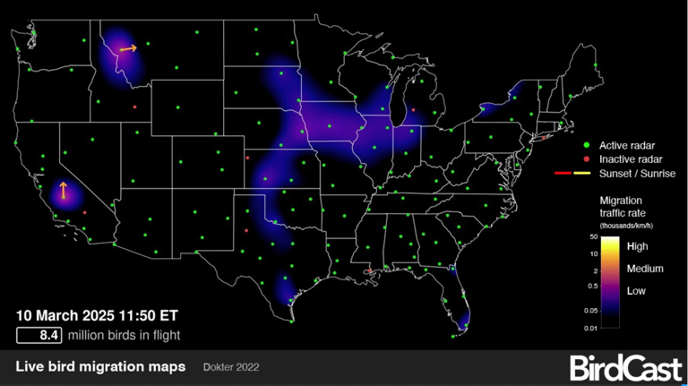 Birds are flying overhead through the night. How to track the migration ...