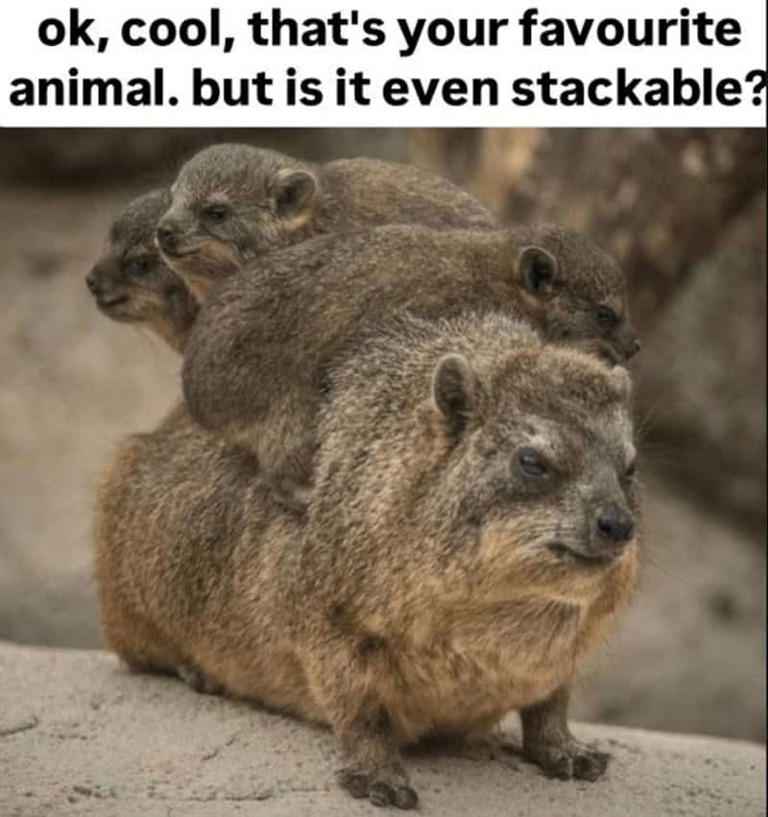 43 Funny Memes About The Hyrax—The Freakiest And Most Adorable Fanged ...