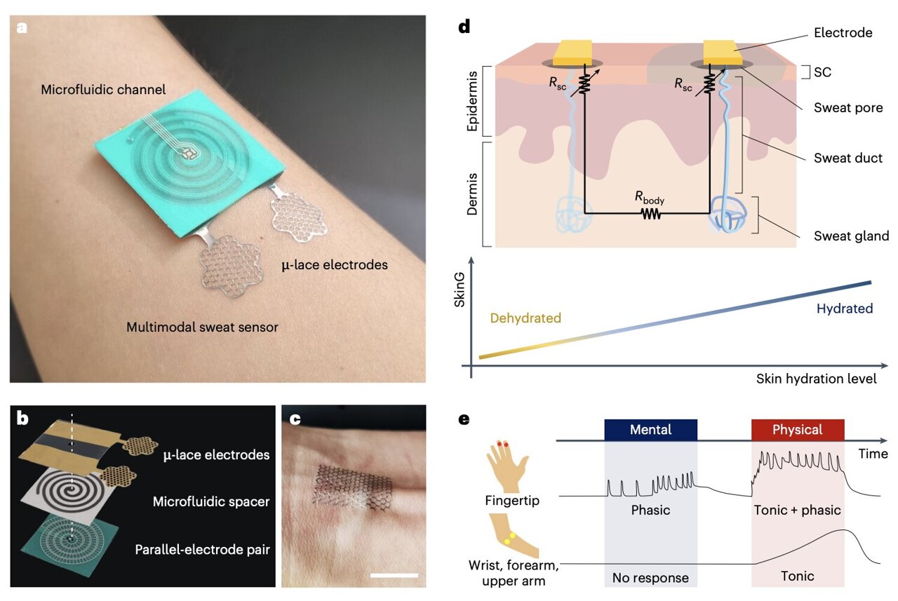 Using the skin's electrical conductance to track sweat loss during both ...