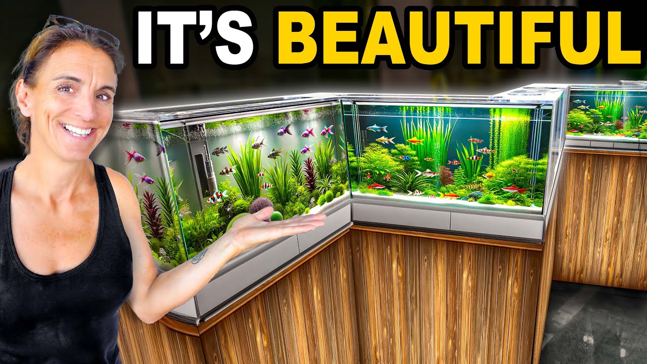 I Finally Finished My One-of-a-Kind Fish Tank