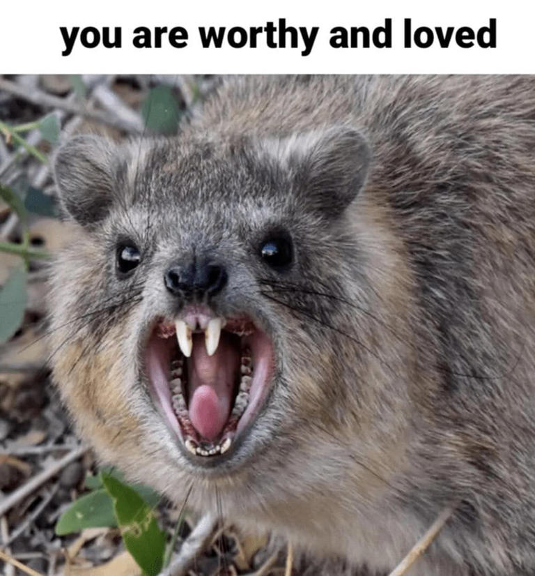 43 Funny Memes About The Hyrax—The Freakiest And Most Adorable Fanged ...