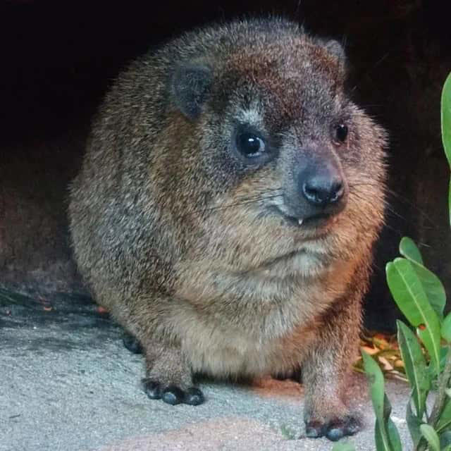 43 Funny Memes About The Hyrax—The Freakiest And Most Adorable Fanged ...