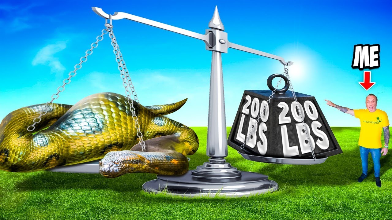 How much does our giant anaconda Ivy weigh?