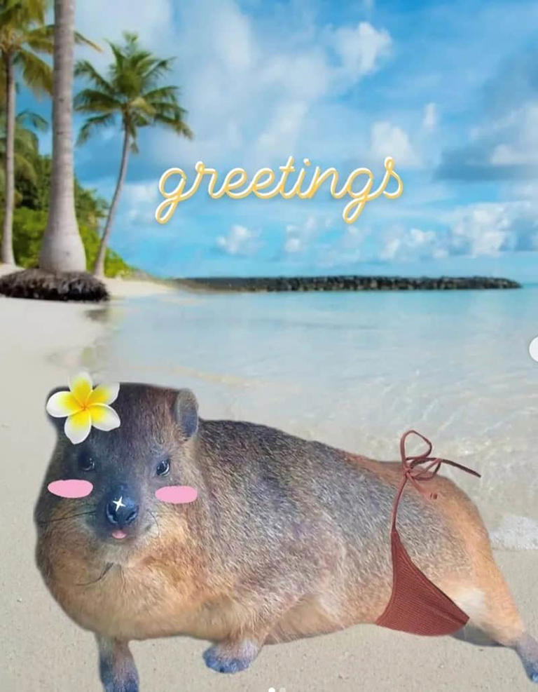 43 Funny Memes About The Hyrax—The Freakiest And Most Adorable Fanged ...