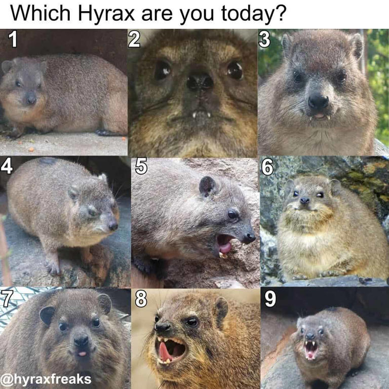43 Funny Memes About The Hyrax—The Freakiest And Most Adorable Fanged ...