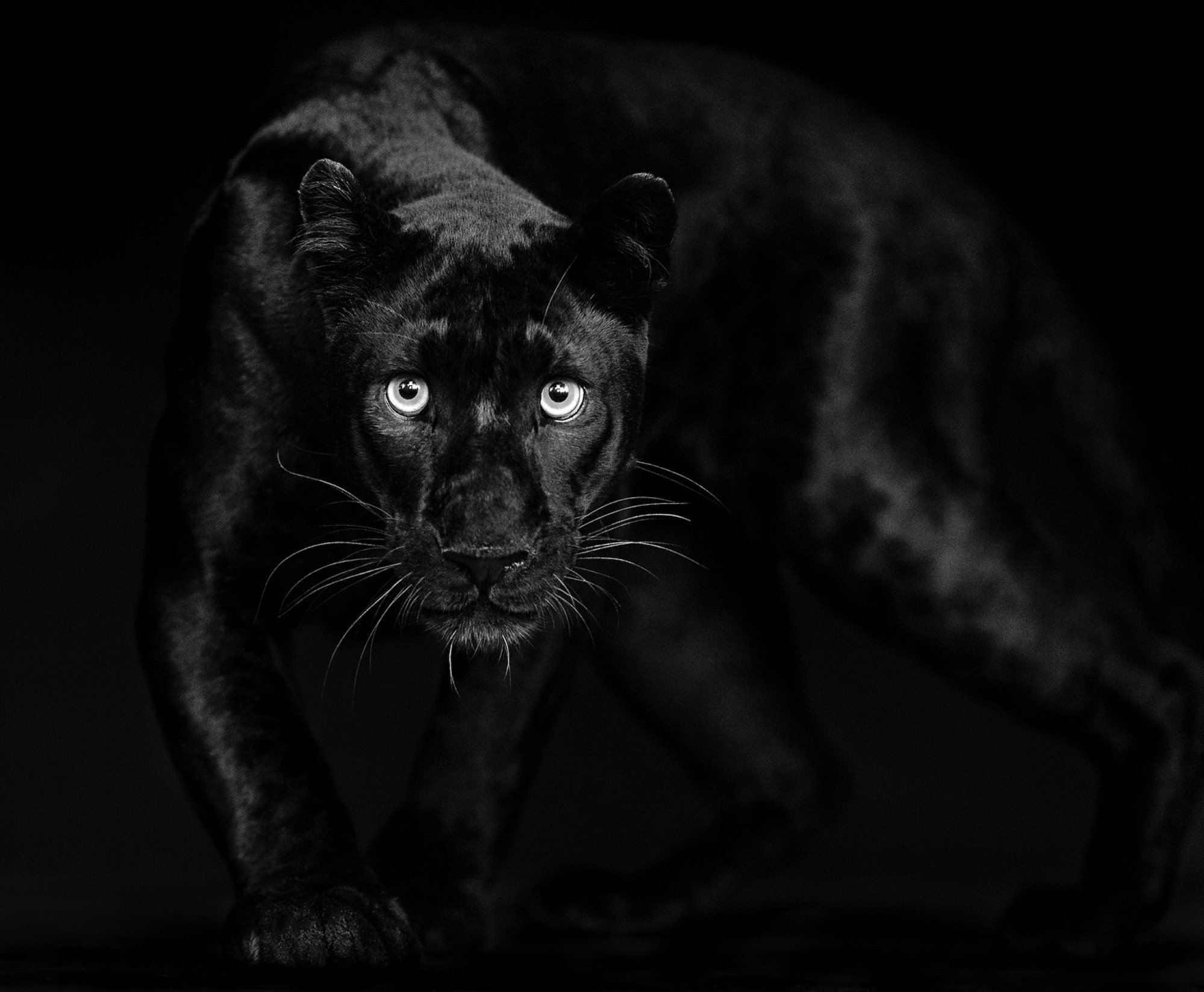 How to take good animal photos? Expert wildlife photographers share tips