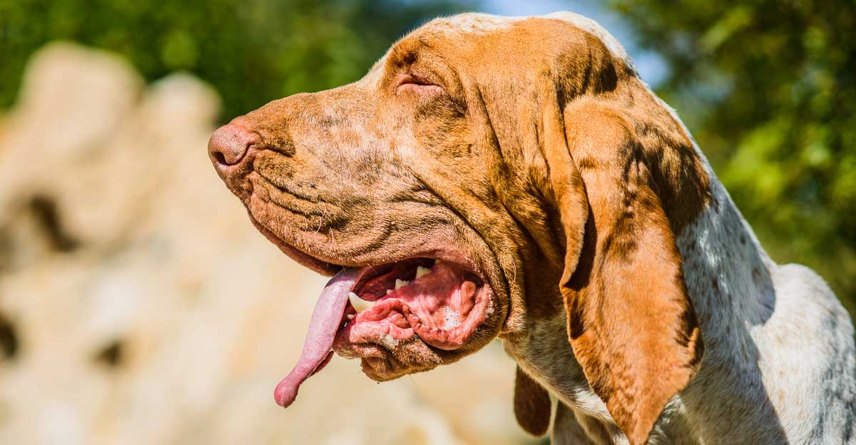 10 Italian Dog Breeds That Prove Italy Does More Than Just Pasta