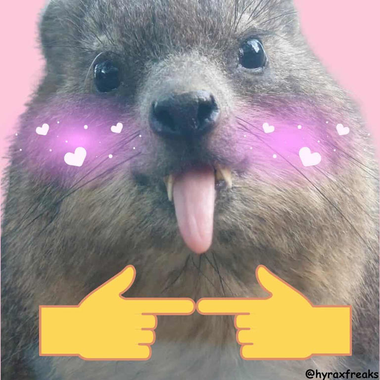 43 Funny Memes About The Hyrax—The Freakiest And Most Adorable Fanged ...