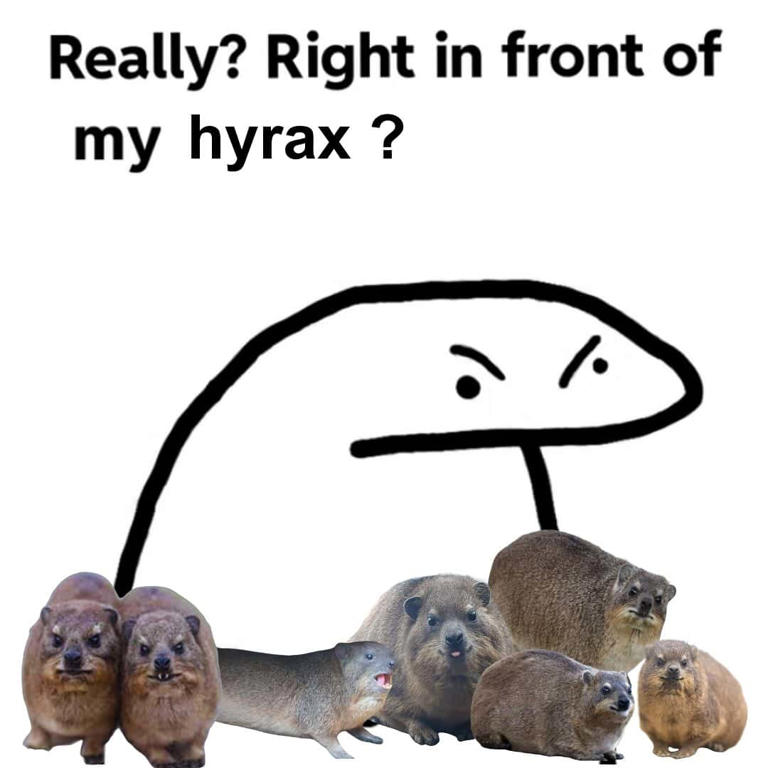 43 Funny Memes About The Hyrax—The Freakiest And Most Adorable Fanged ...