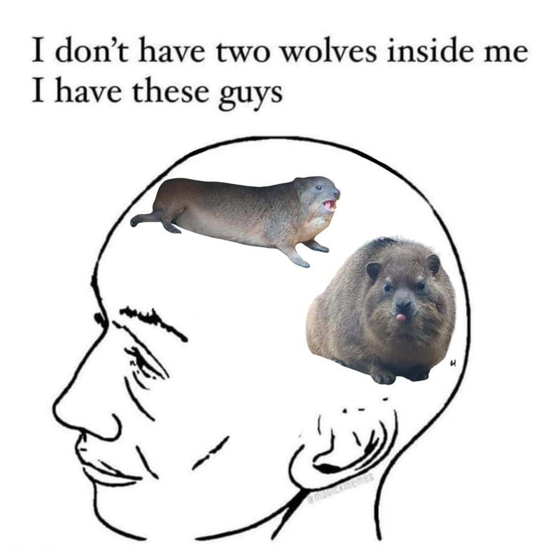 43 Funny Memes About The Hyrax—The Freakiest And Most Adorable Fanged ...