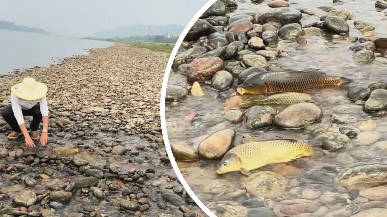 Une femme bienveillante sauve des poissons échoués le long du fleuve ...