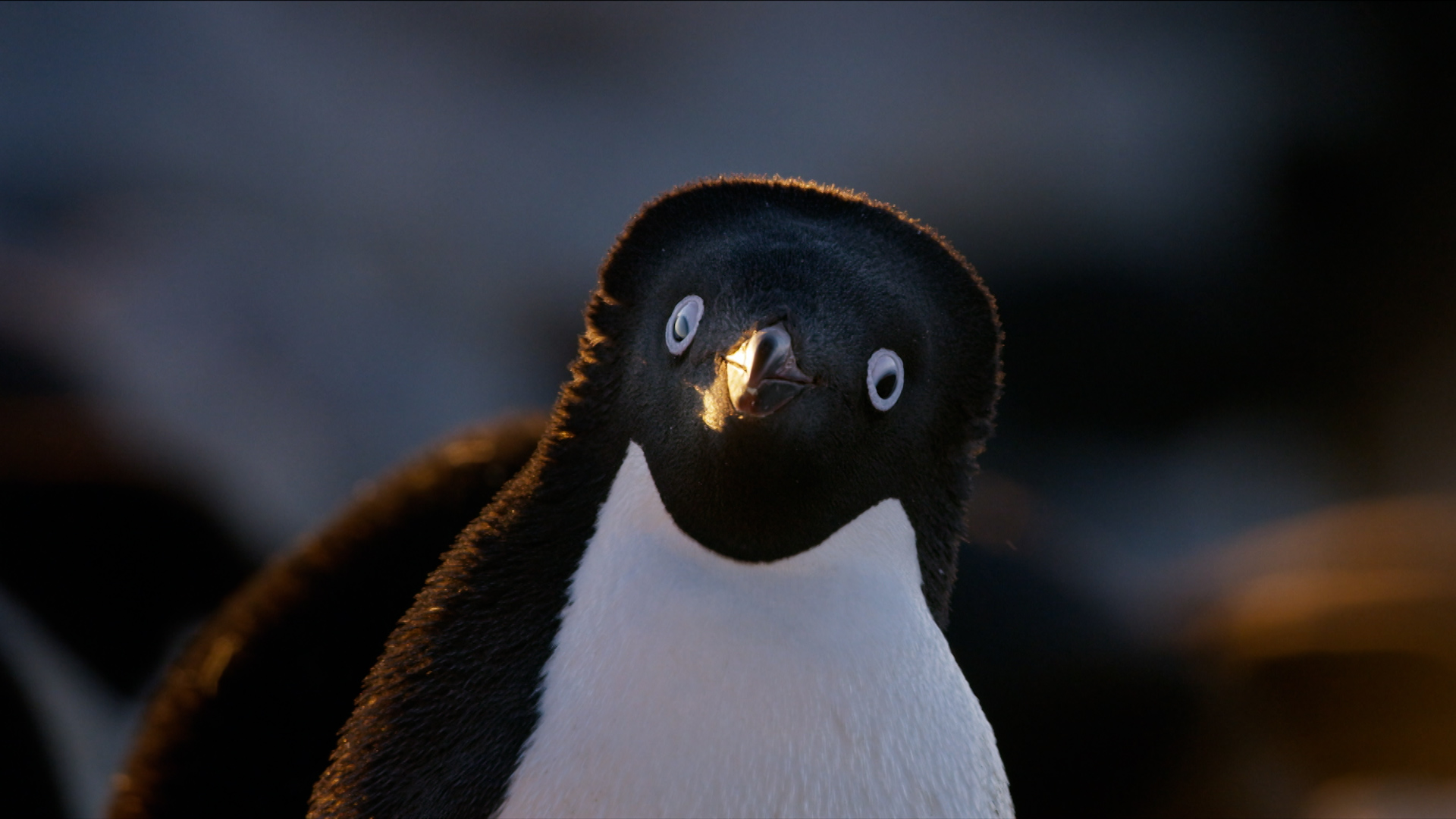 Celebra el Día Mundial del Pingüino con el documental Penguins