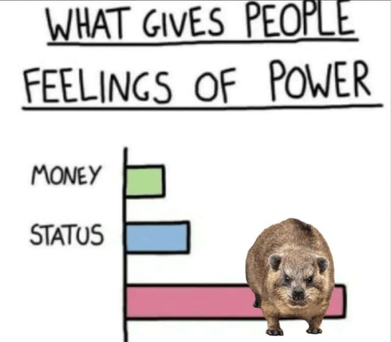 43 Funny Memes About The Hyrax—The Freakiest And Most Adorable Fanged ...