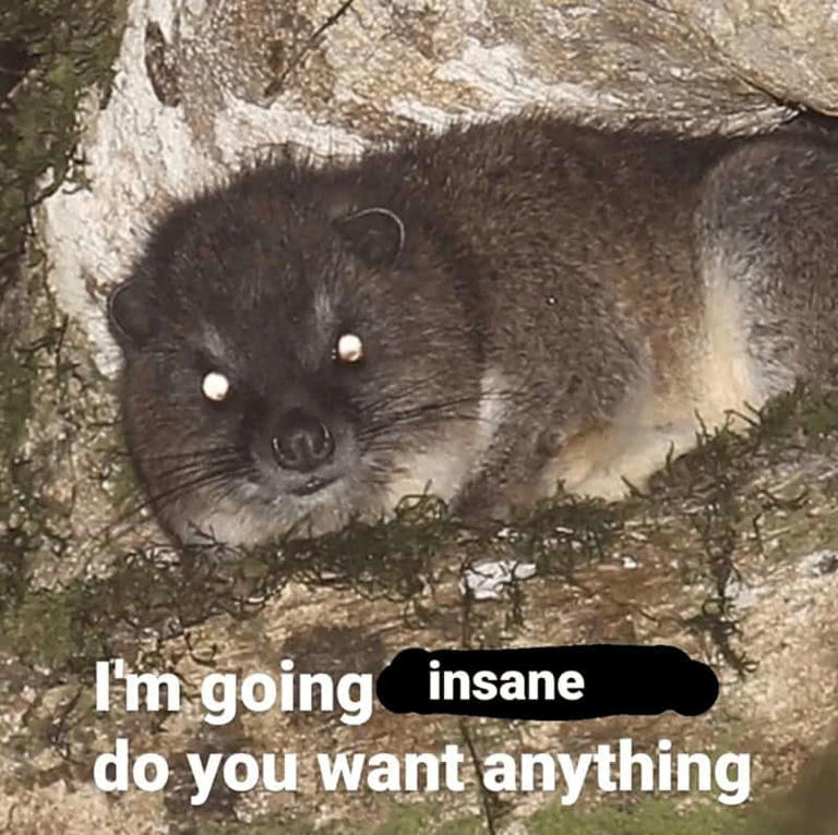 43 Funny Memes About The Hyrax—The Freakiest And Most Adorable Fanged ...